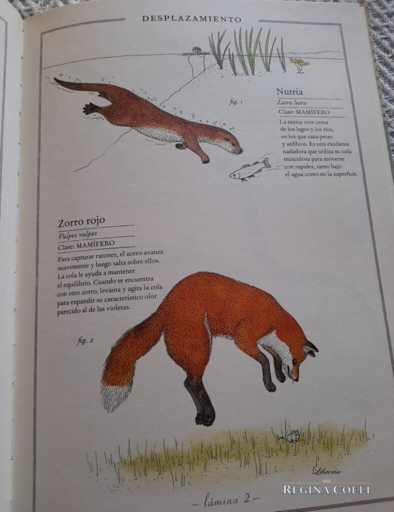 INVENTARIO ILUSTRADO DE ANIMALES CON COLA